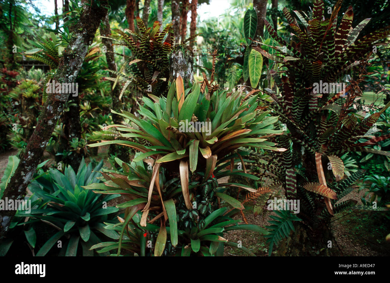 Bromeliad plants on trees Martinique Caribbean Stock Photo - Alamy