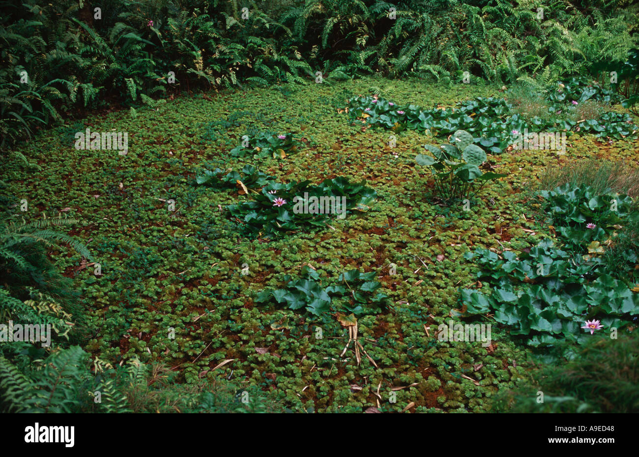 Pond covered by floating vegetation Martinique island French Caribbean ...