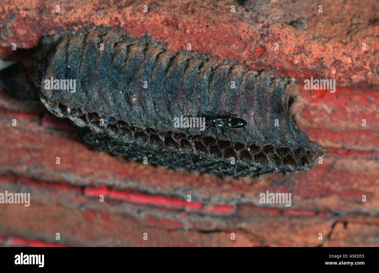 Iris oratoria praying mantis egg raft case with Hymenopteran on top ...