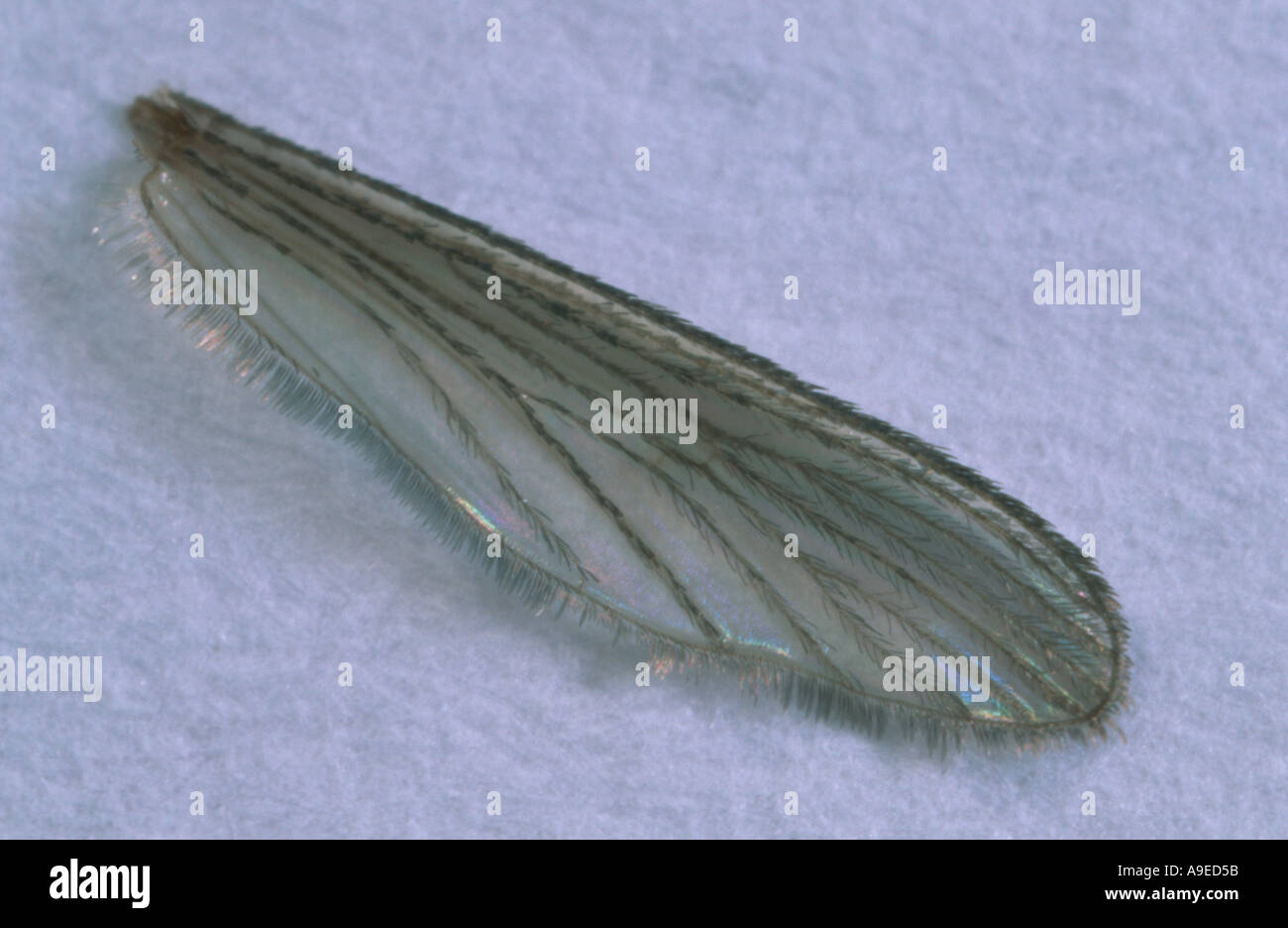 Culex pipiens mosquito dissected wing Stock Photo - Alamy