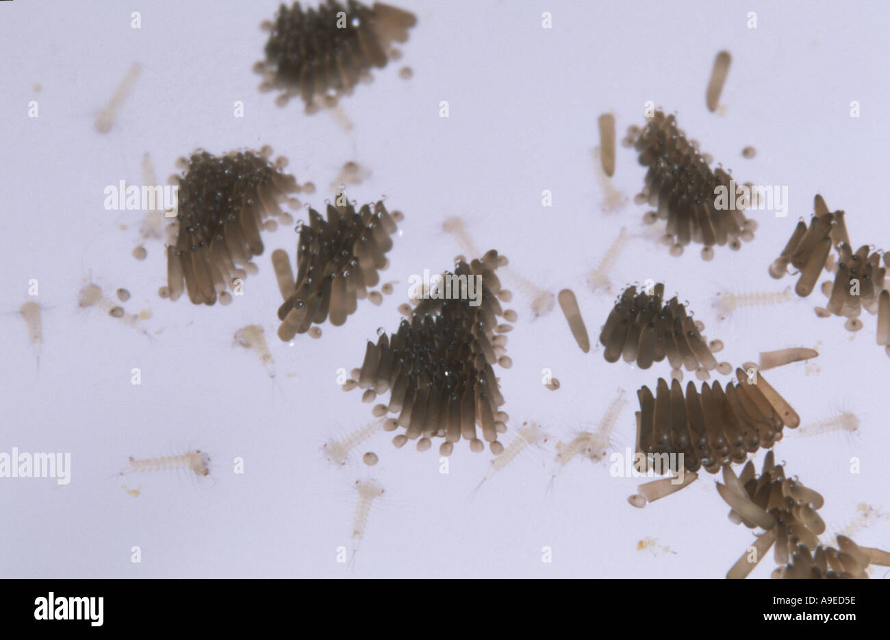 Culex pipiens mosquito egg rafts with recently hatched larvae viewed ...