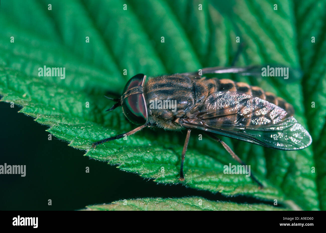 Tabanid fly hi-res stock photography and images - Alamy