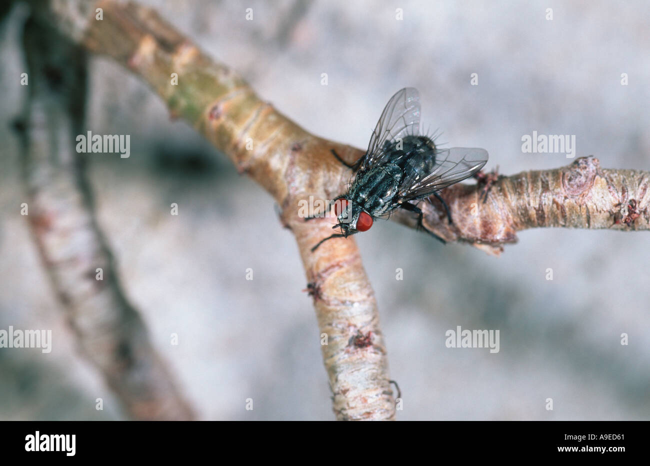 Sarcophaga carnaria European carrion fly Stock Photo - Alamy