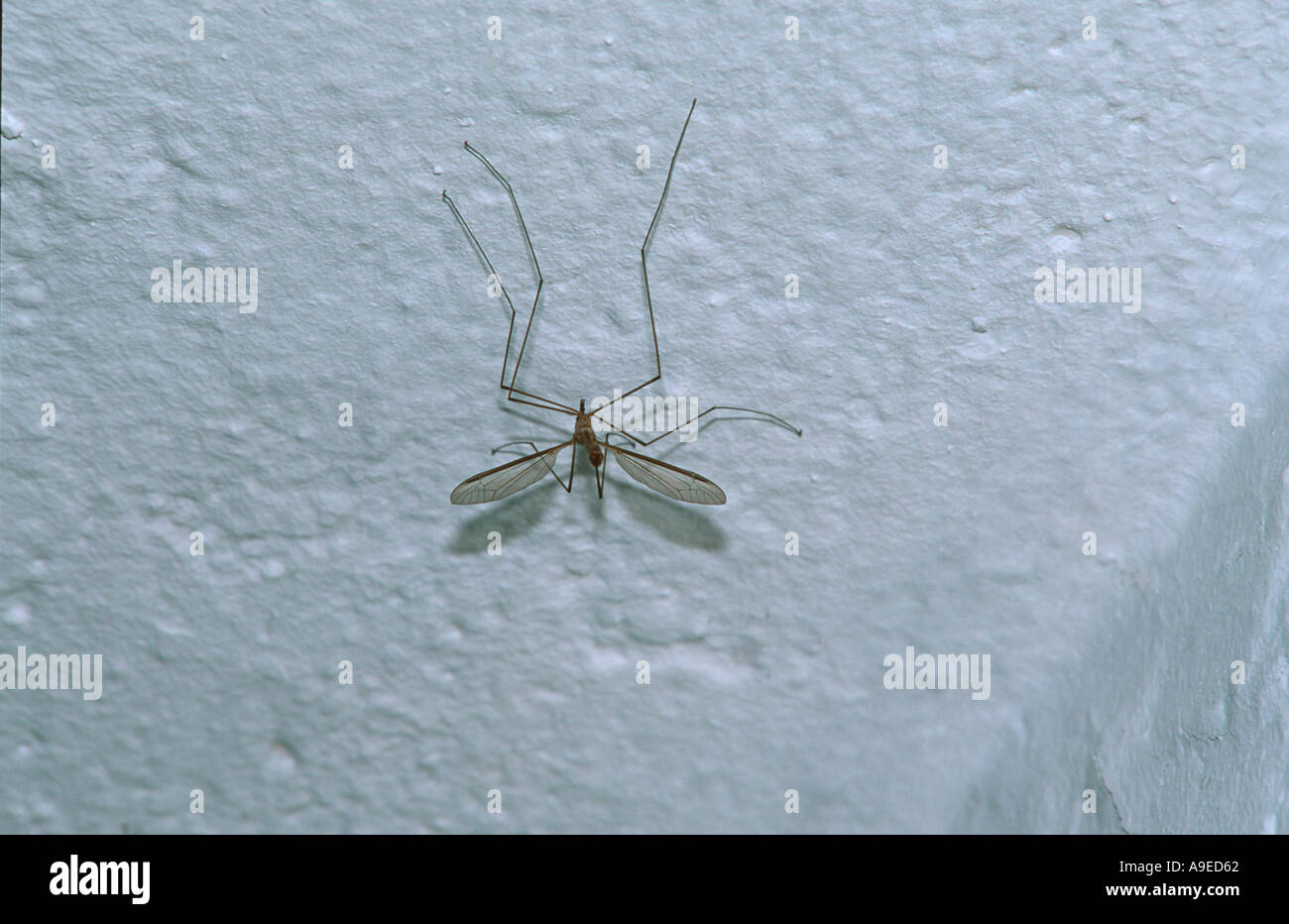 Crane Fly Tipula spp on roof Spain often mistaken with a very large ...