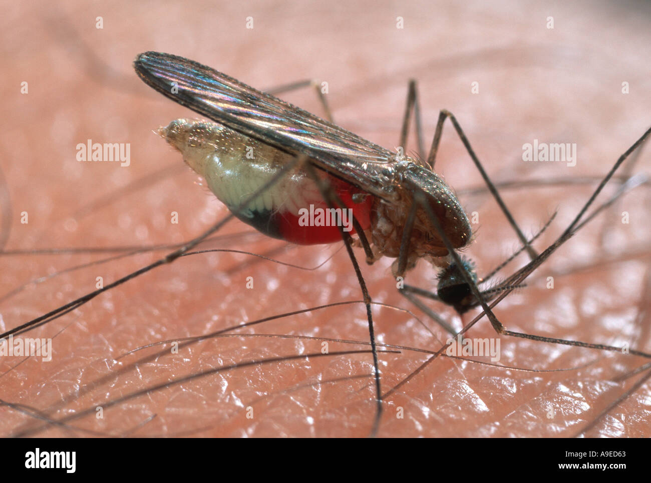 Anopheles atroparvus mosquito female biting Contains eggs from previous ...
