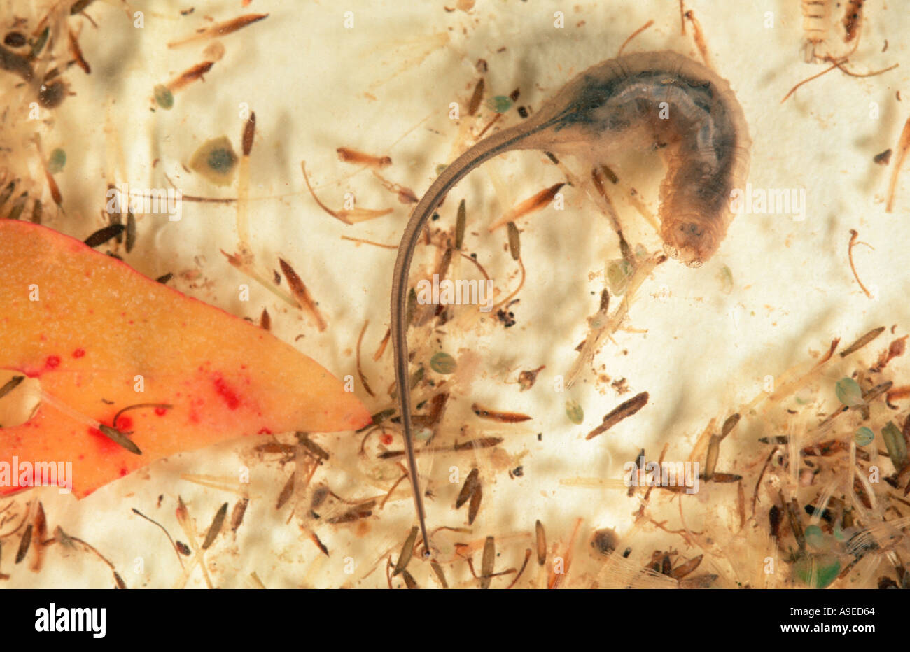 Hoverfly Larva High Resolution Stock Photography and Images - Alamy