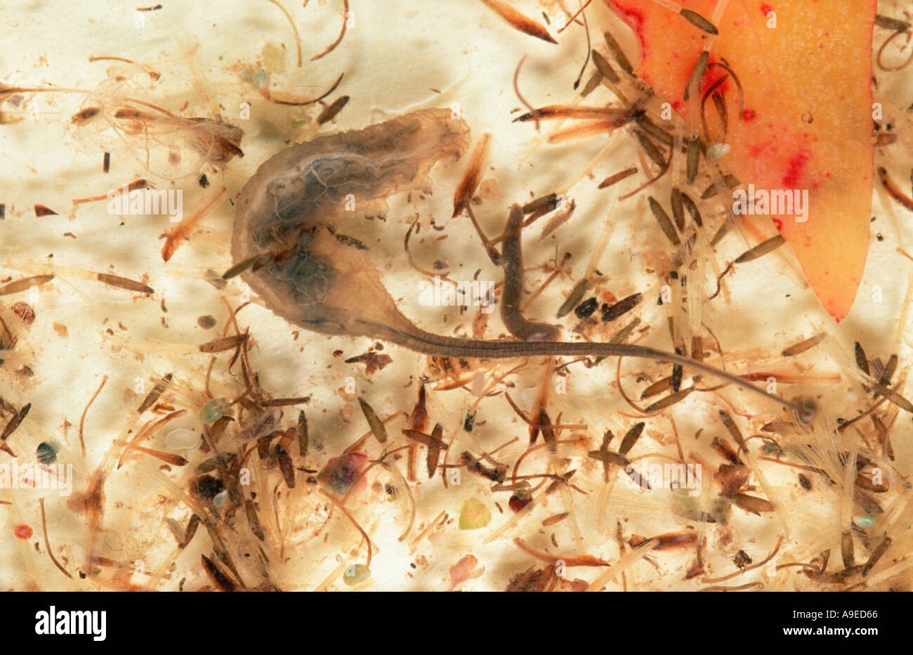 Hoverfly larva hi-res stock photography and images - Alamy