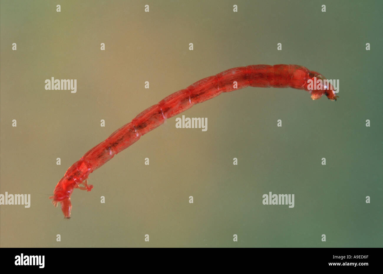 Chironomid hi-res stock photography and images - Alamy