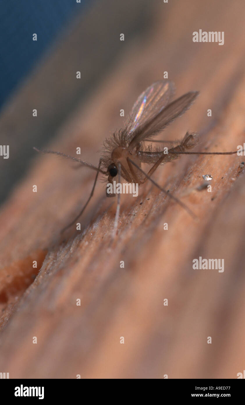 Phlebotomus hi-res stock photography and images - Alamy