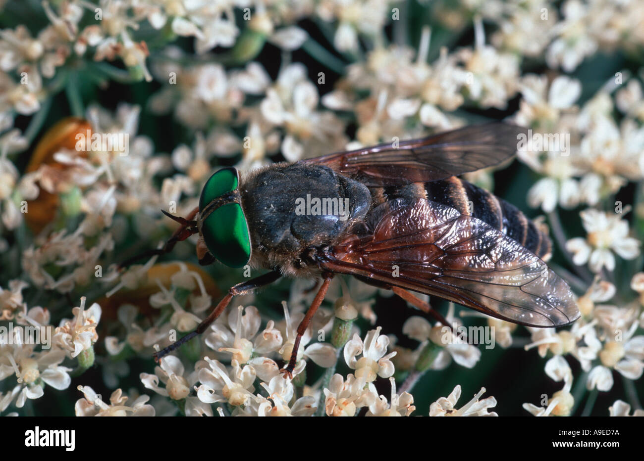 Tabanid fly hi-res stock photography and images - Alamy