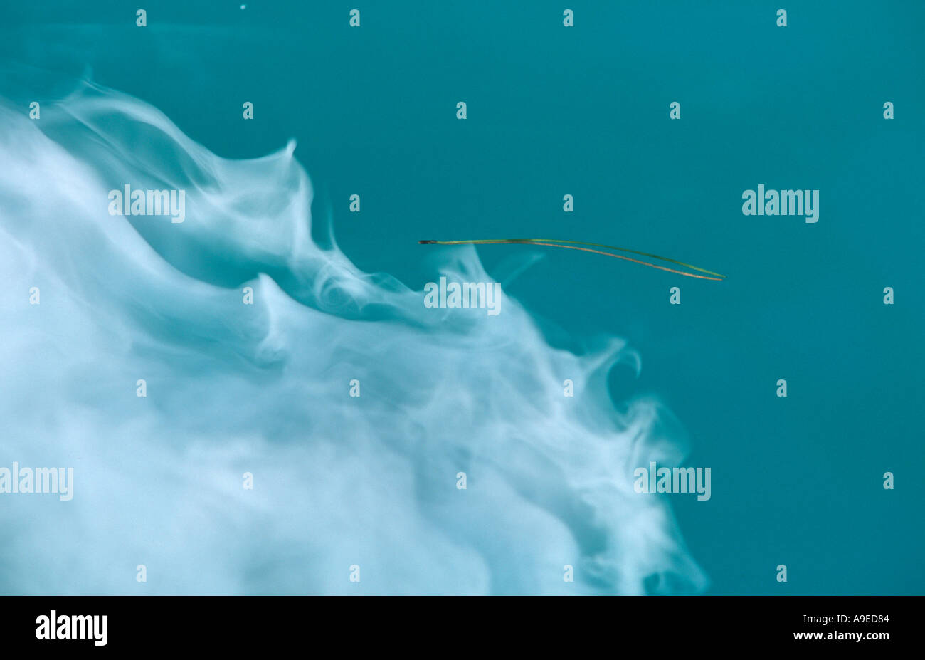 Artificial smoke on the water in a swimming pool and floating pine ...