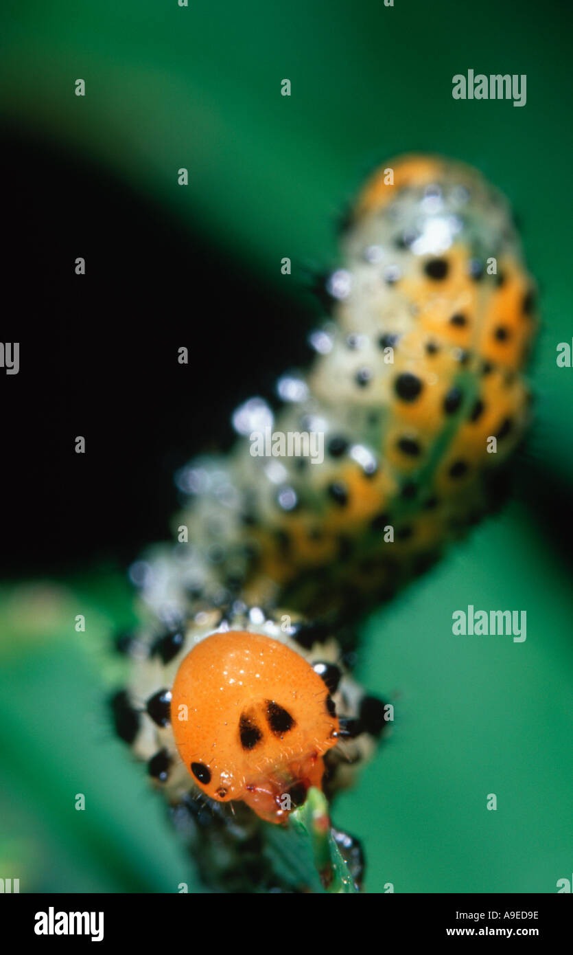 Arge rosae Hymenoptera Tenthredinidae larva the European rose sawfly ...