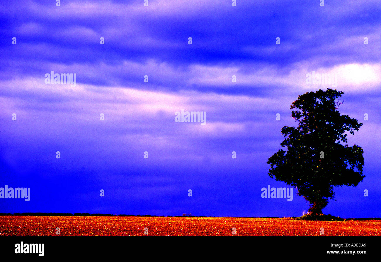 Blue sky with single tree on right hand sid Stock Photo - Alamy