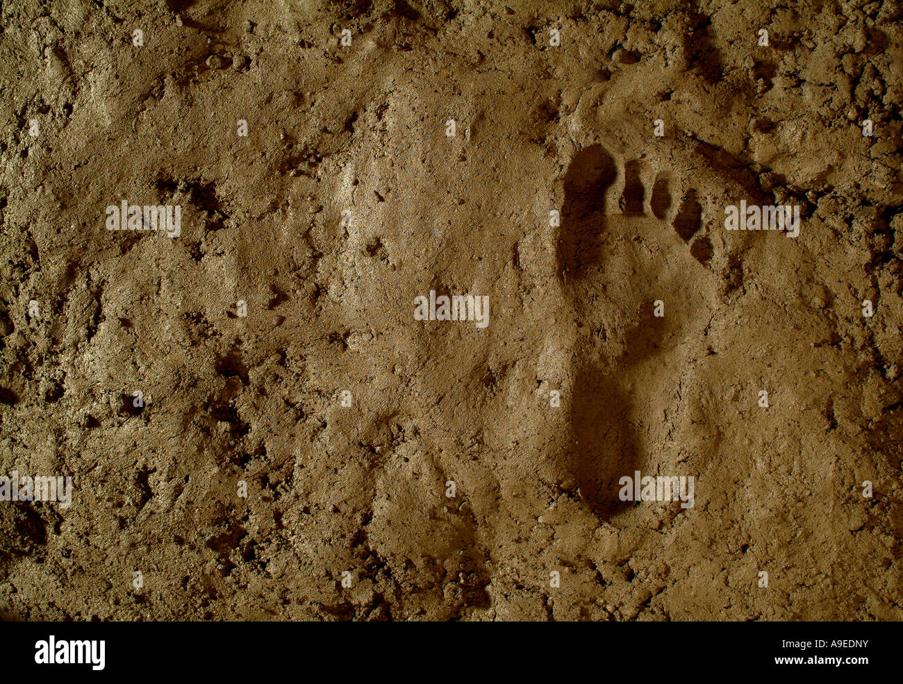 Mud print hi-res stock photography and images - Alamy