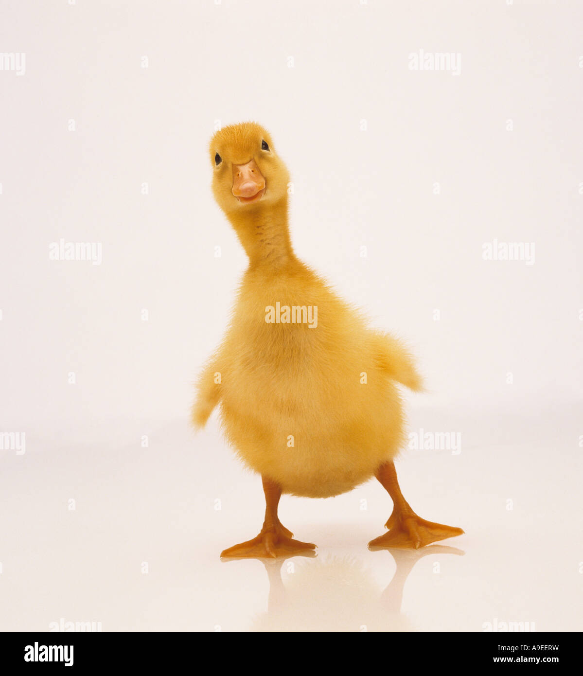 A yellow duckling waddles toward the camera on a reflective surface ...