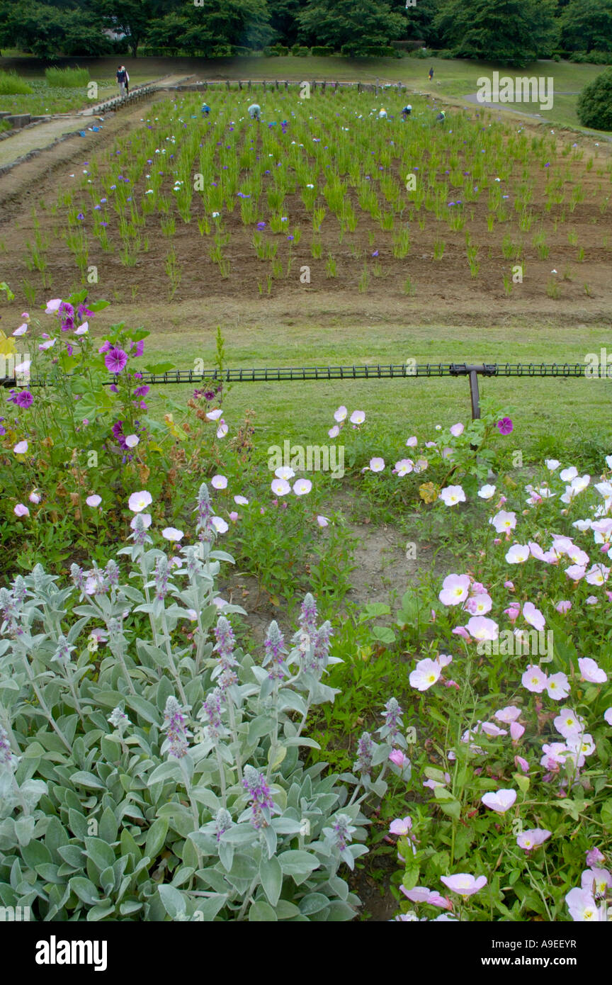 Cultivating flowers in a field Stock Photo - Alamy