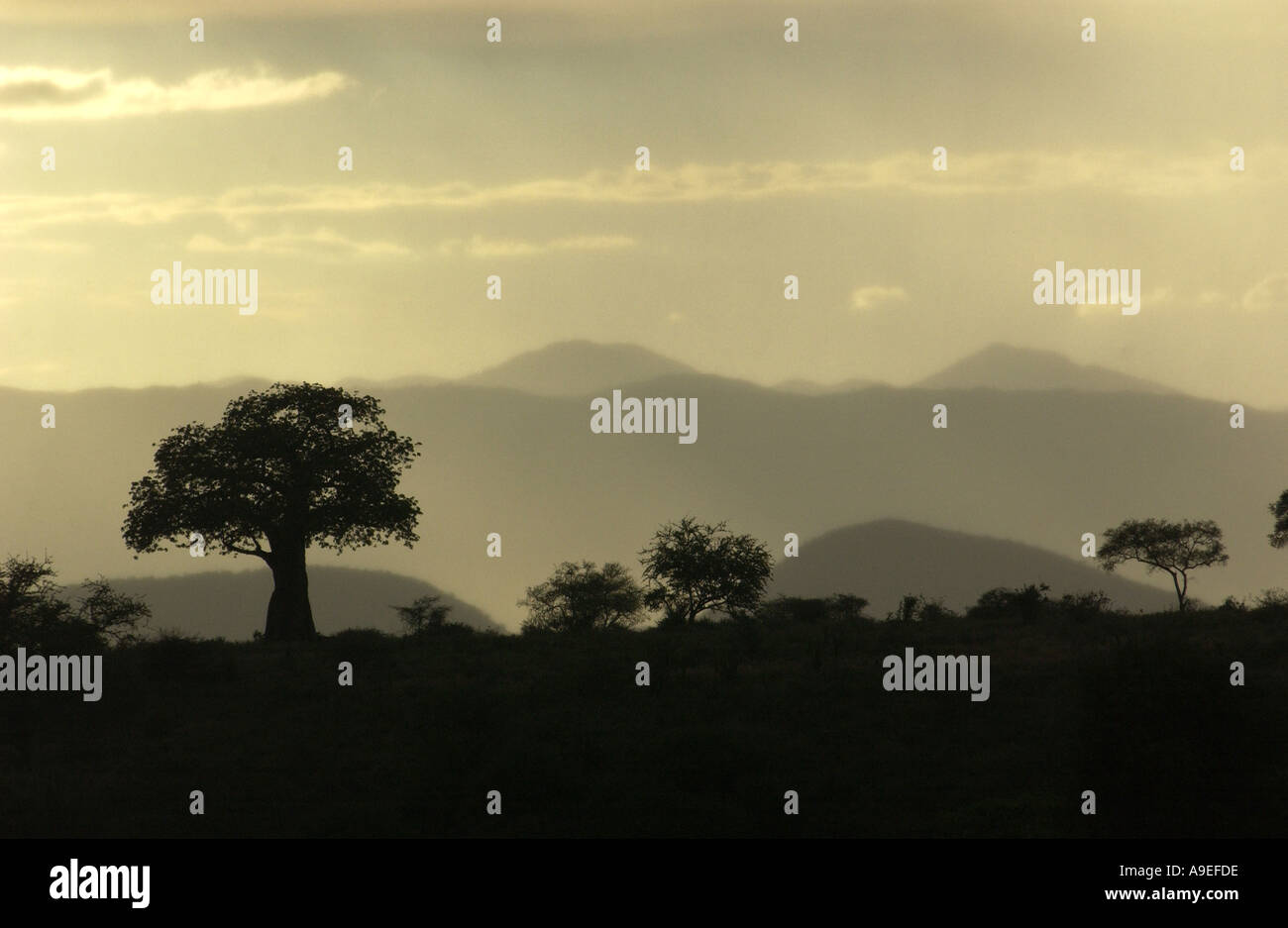 Sunset silhouette trees in hi-res stock photography and images - Alamy