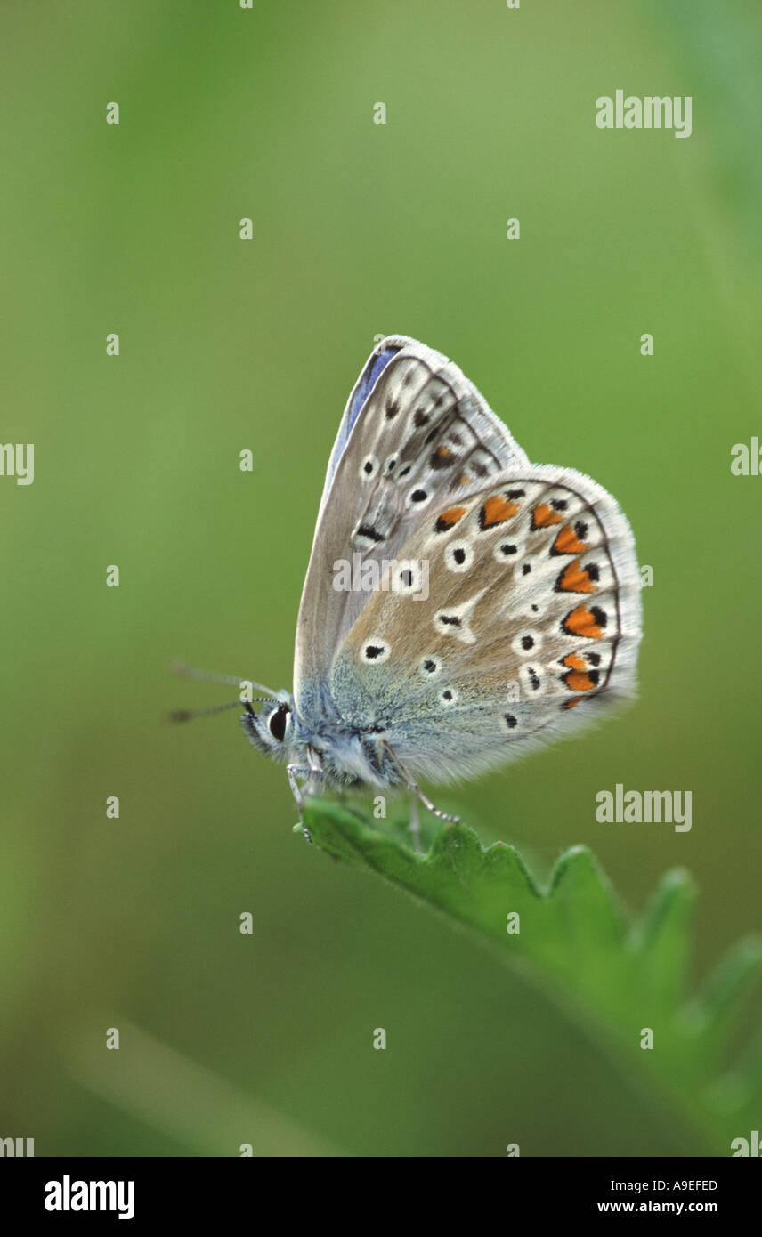 COMMON BLUE BUTTERFLY, Polyommatus icarus, with wings closed England, U ...