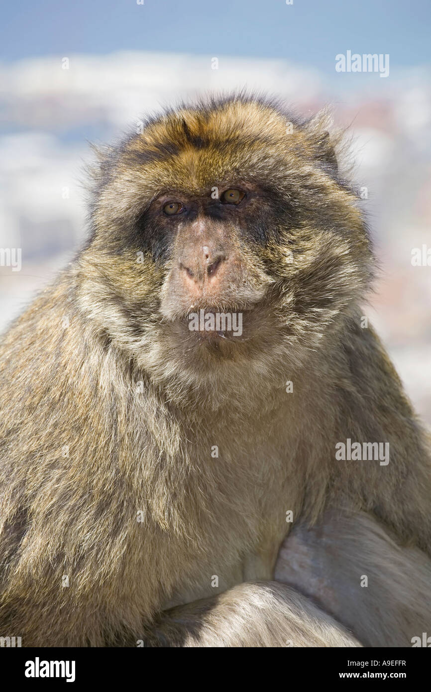 An adult female Barbary Macaque on the rock in Gibraltar deep in ...