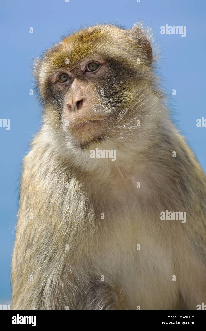 A young Barbary Macaque on the rock in Gibraltar Stock Photo - Alamy