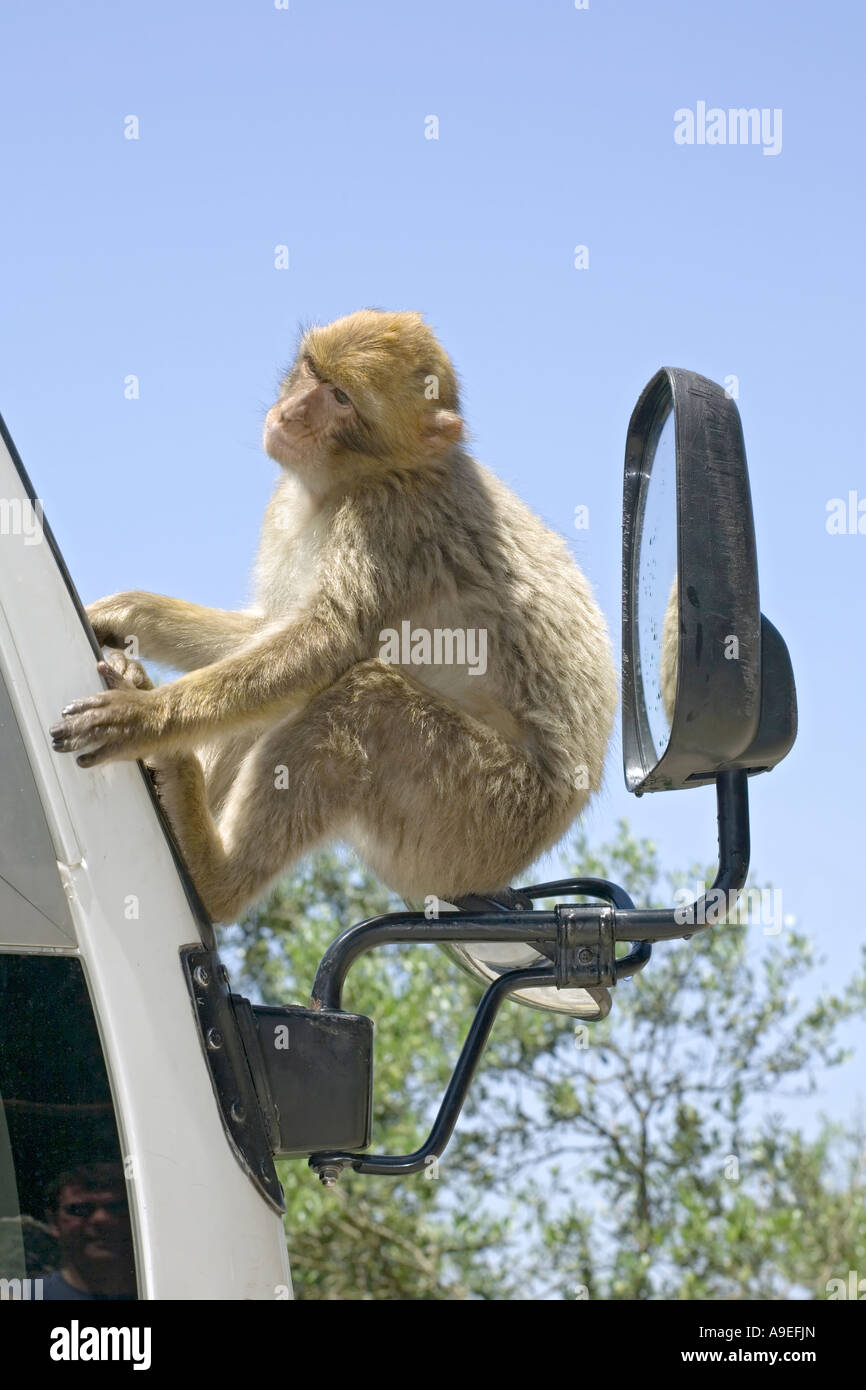 A young Barbary Macaque on the rock in Gibraltar sat on a coach s wing ...