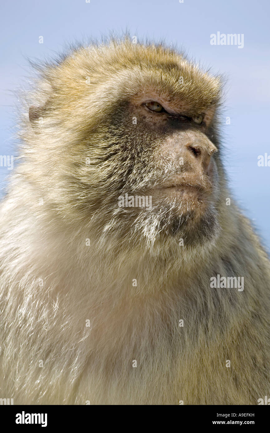 An adult male Barbary Macaque Stock Photo - Alamy