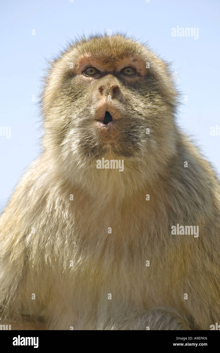 An adult male Barbary Macaque Stock Photo - Alamy