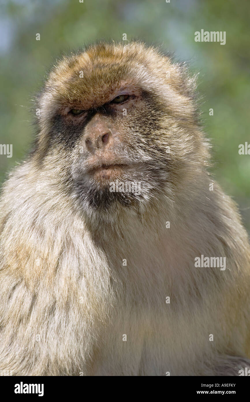 An adult male Barbary Macaque Stock Photo - Alamy