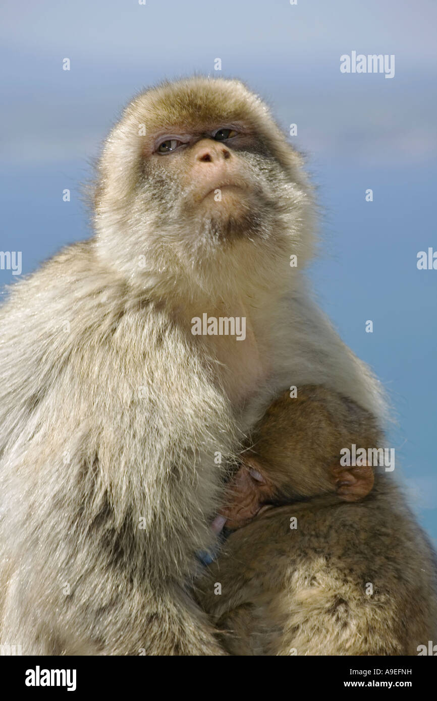 An adult female Barbary Macaque suckling baby Stock Photo - Alamy
