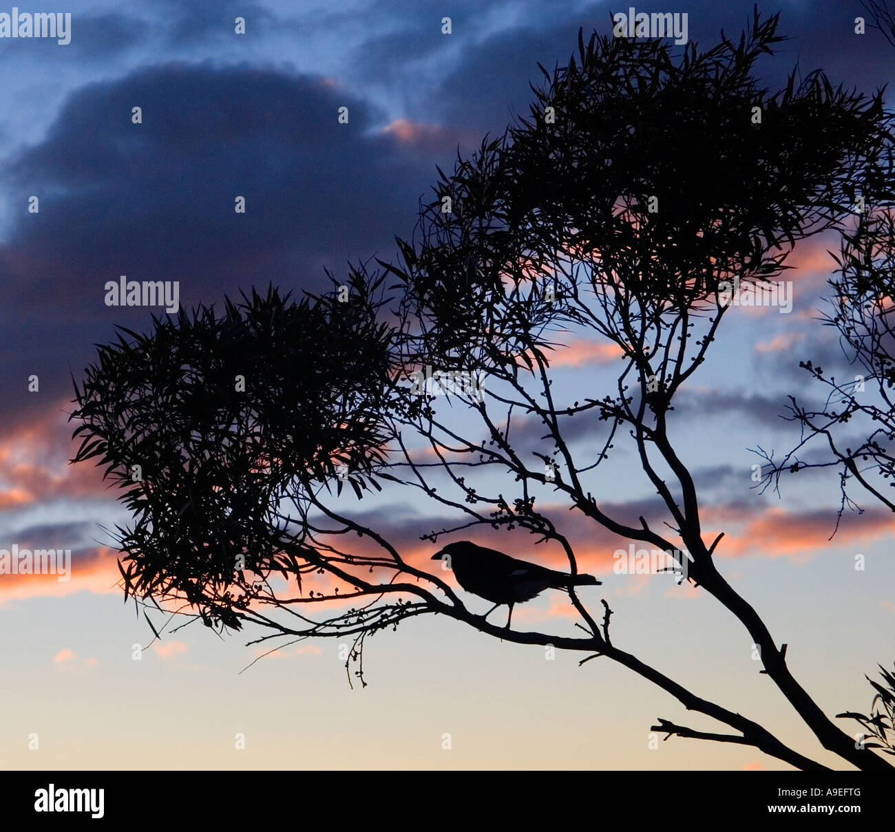 Tree silhouette bird against sunset hi-res stock photography and images ...