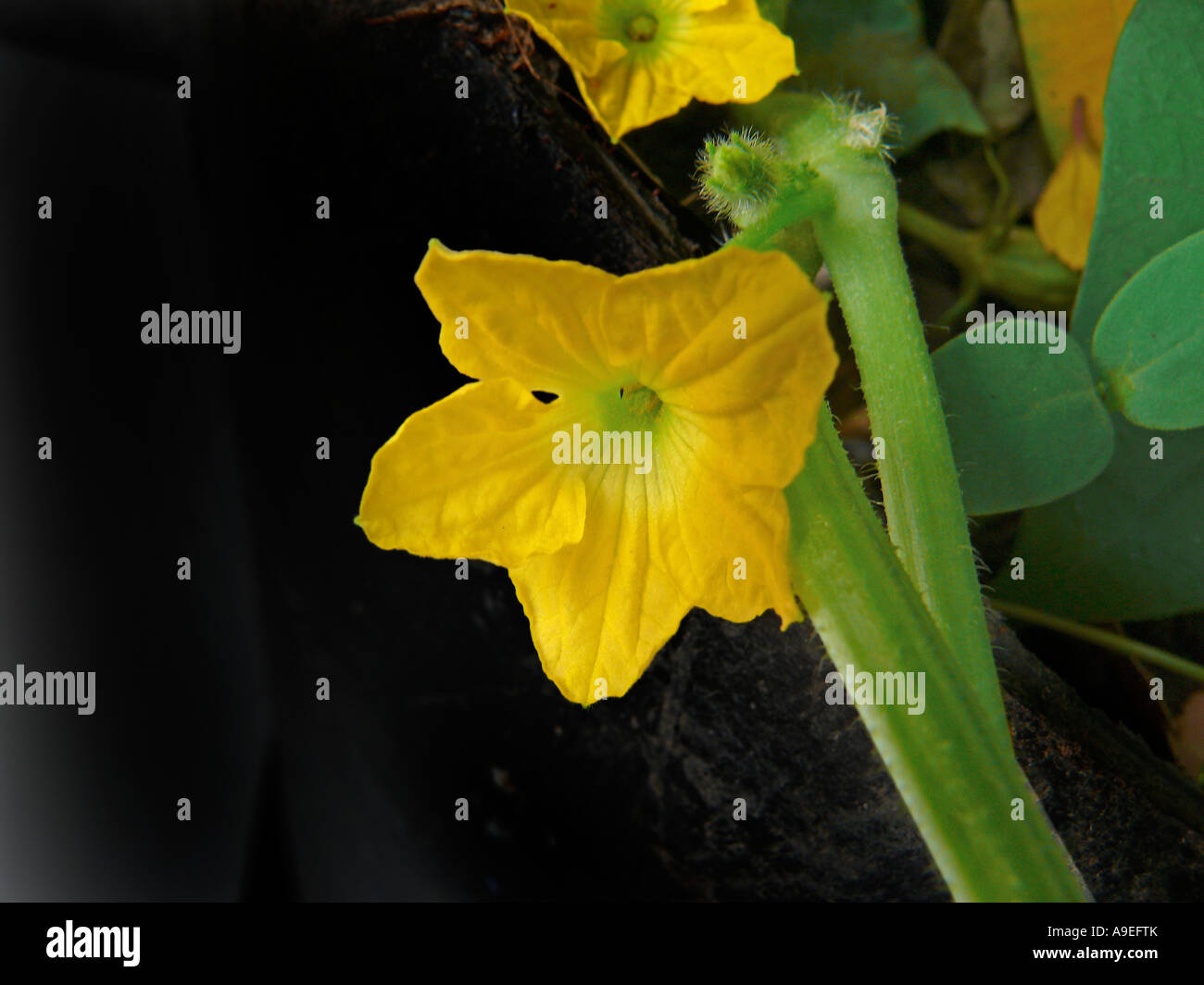 Flower of Musk Melon, Cuvumis melo Stock Photo - Alamy