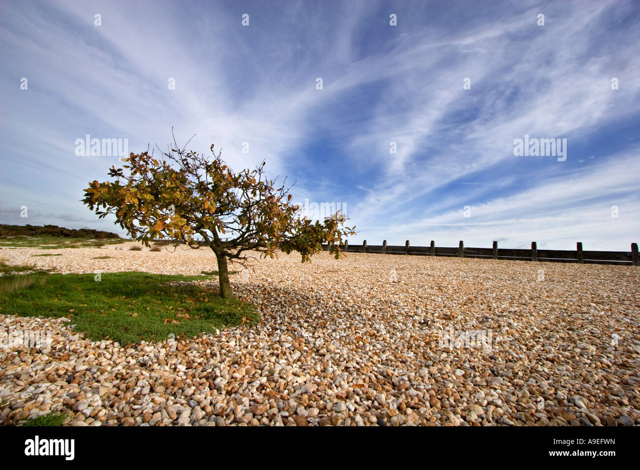 Stunted autumnal tree growing in flint shingle beach with background ...