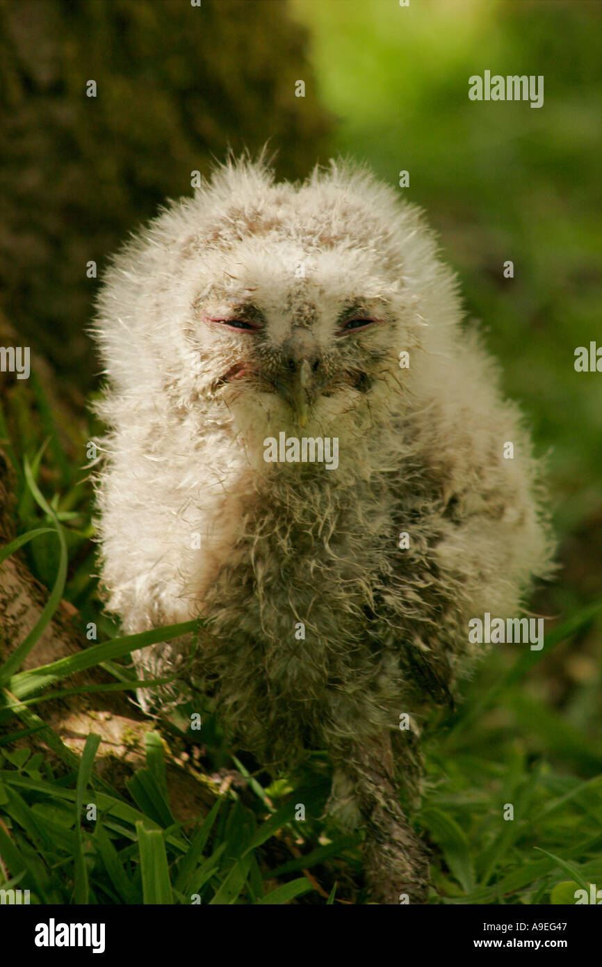 Sad owl hi-res stock photography and images - Alamy