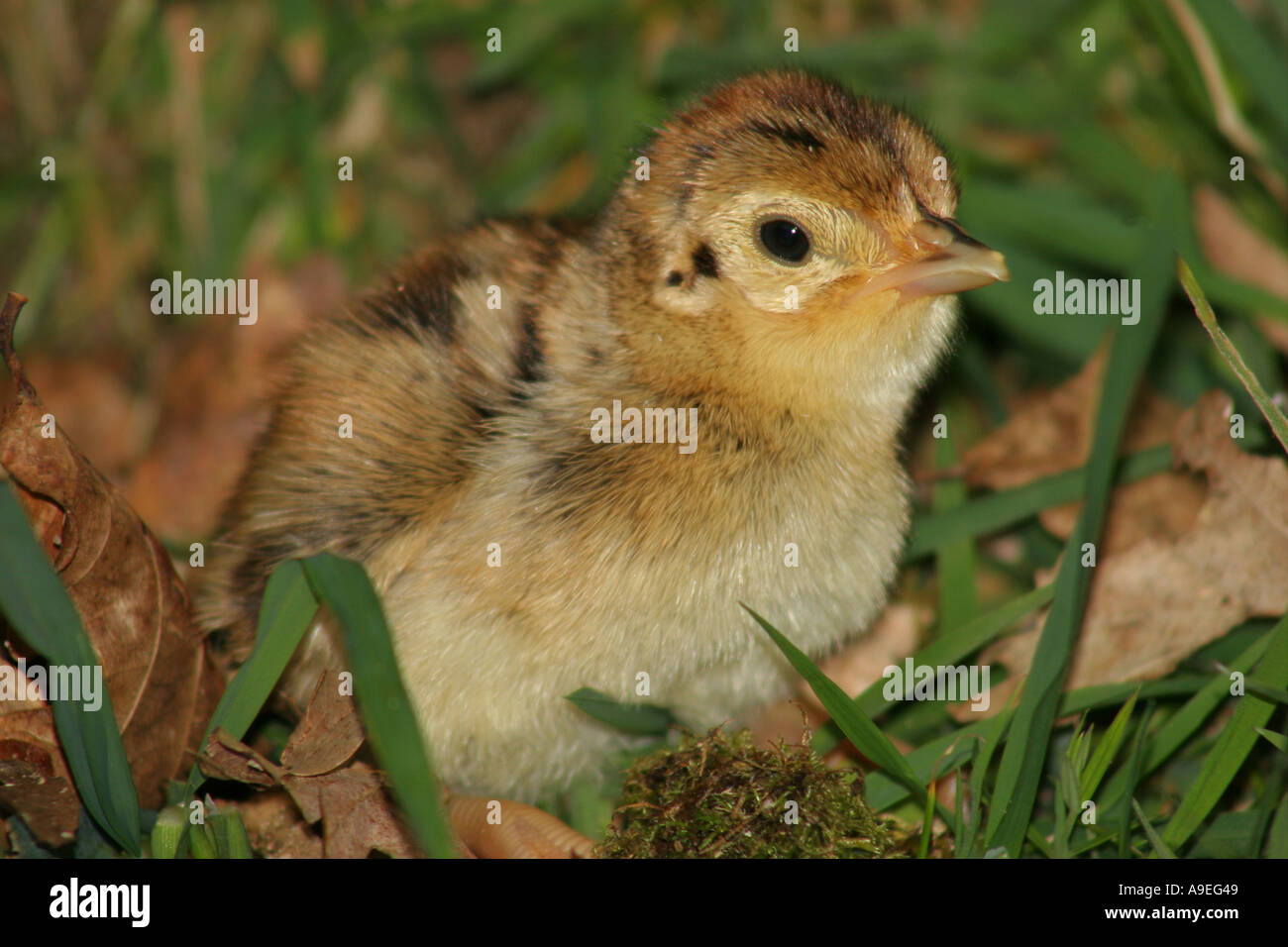 Wild pheasant chick hi-res stock photography and images - Alamy