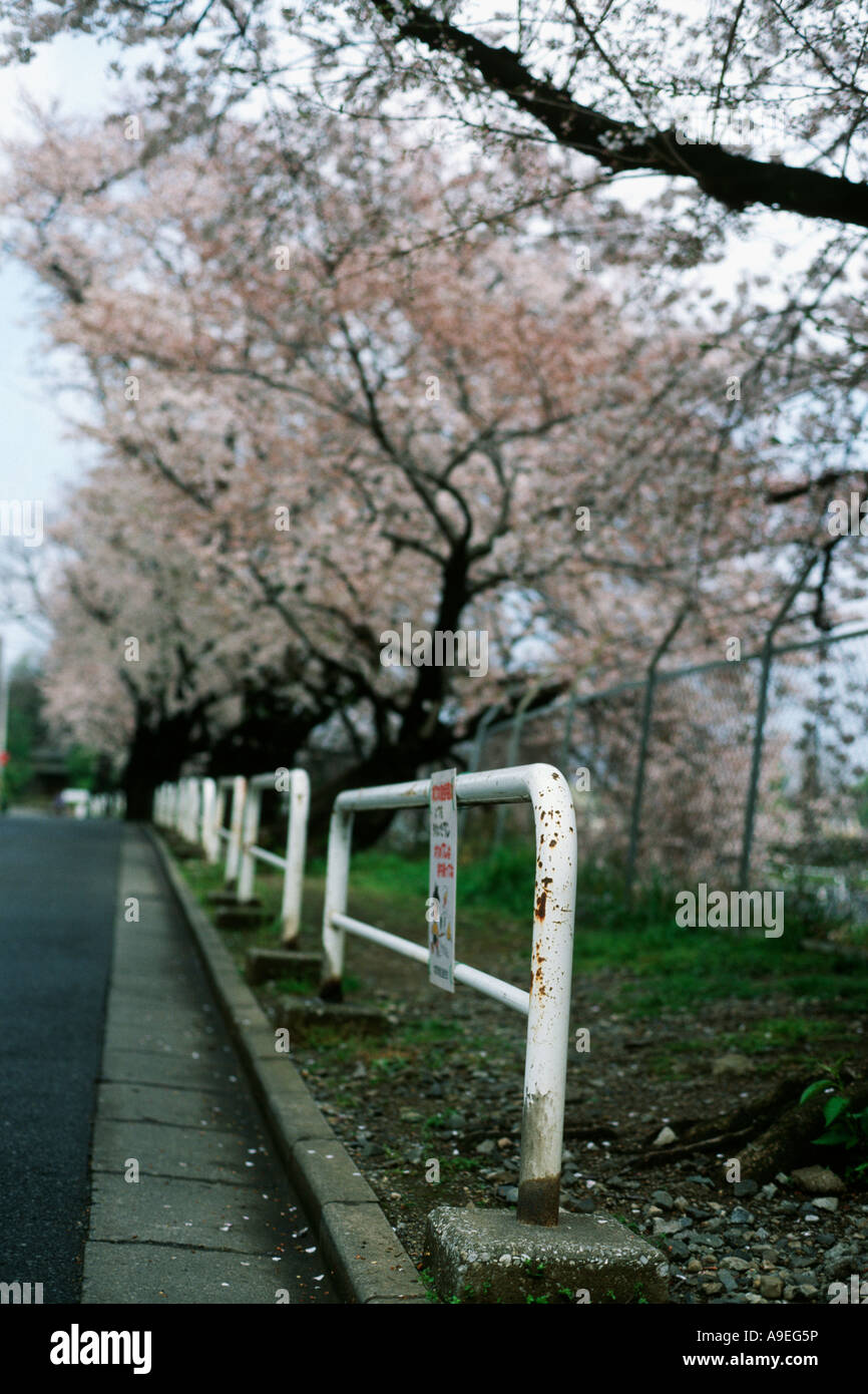 Someiyoshino cherry trees in full bloom Stock Photo - Alamy