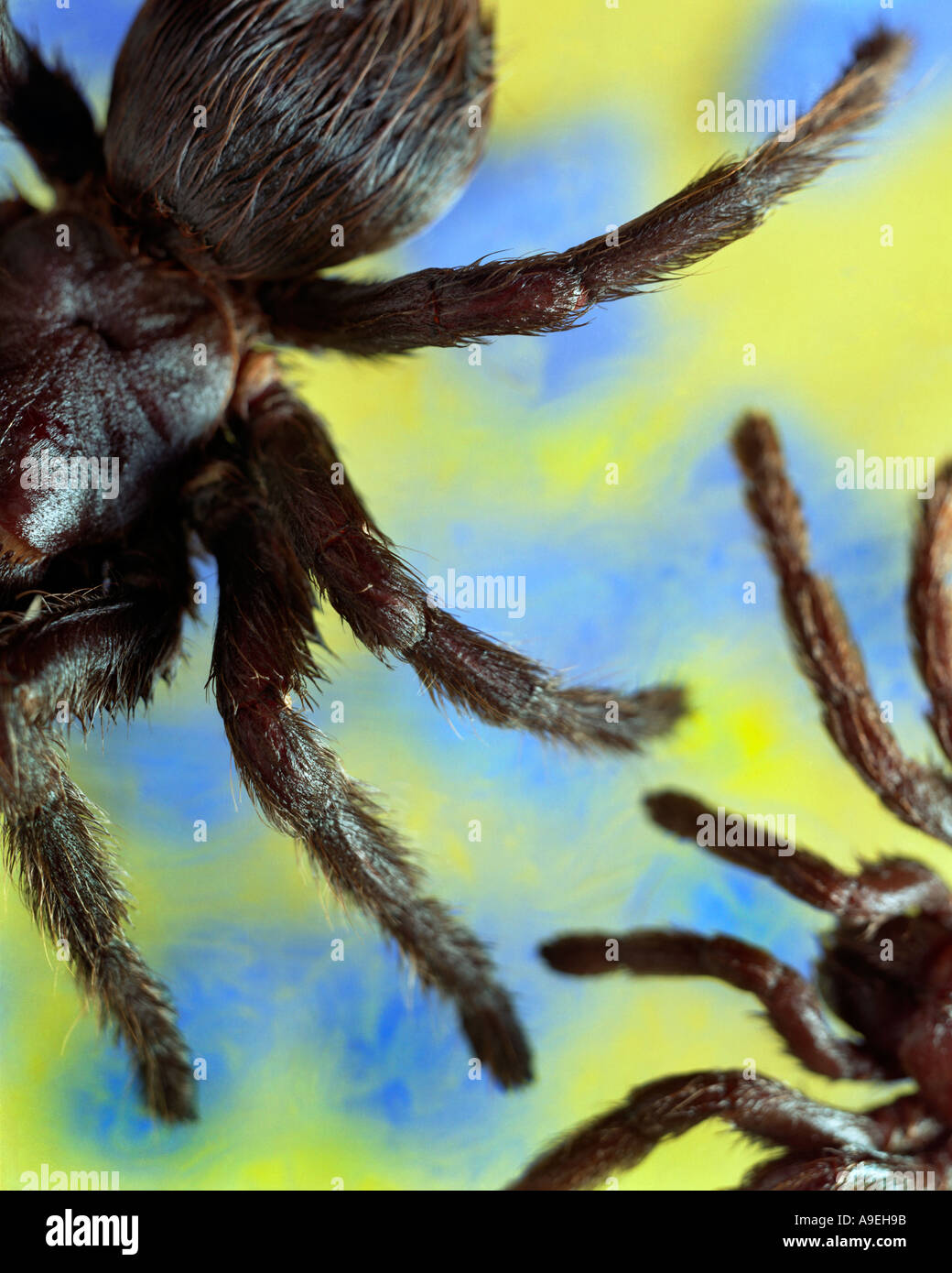 Tarentula hi-res stock photography and images - Alamy