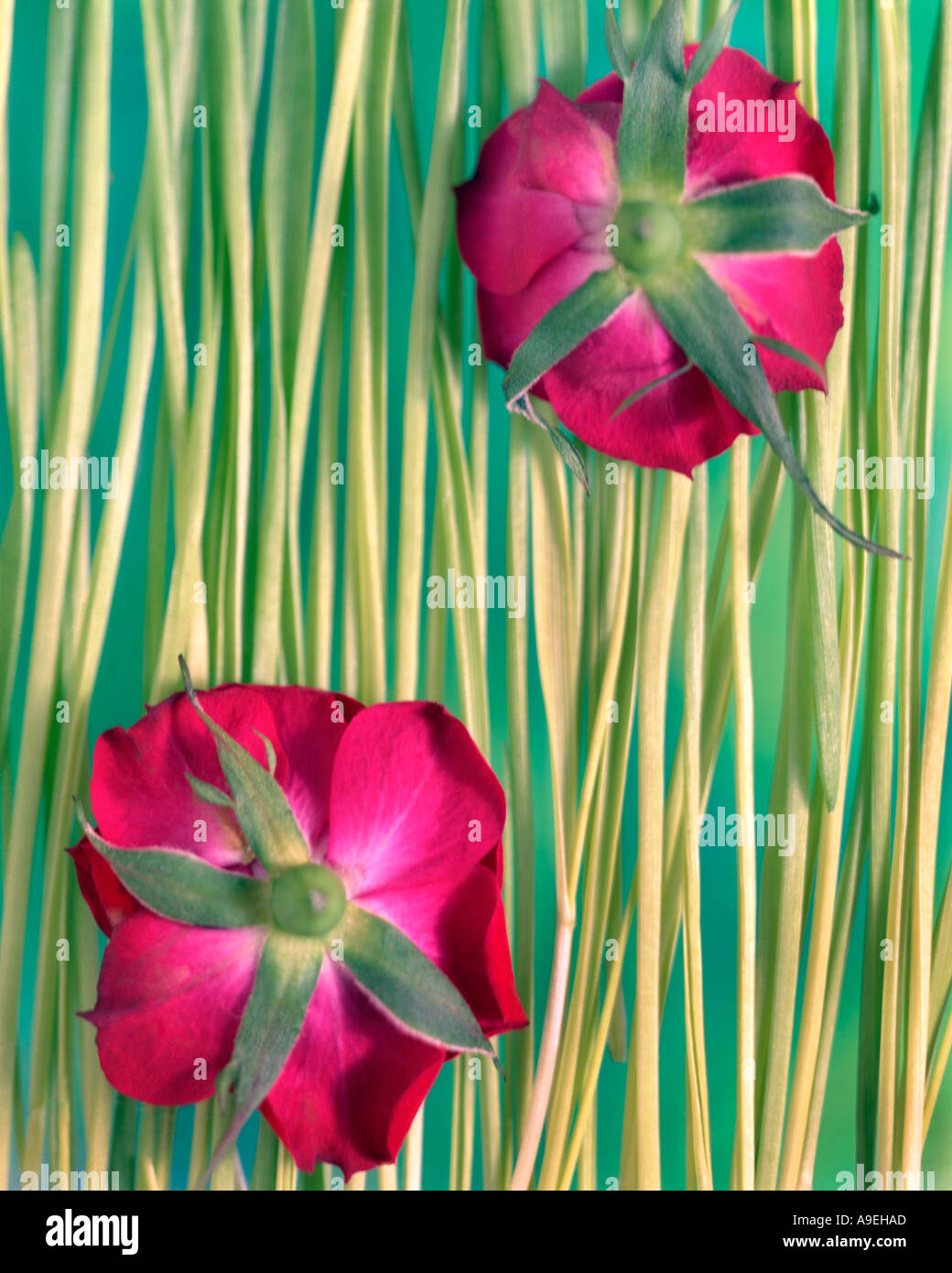 Two small flower stems hi-res stock photography and images - Alamy