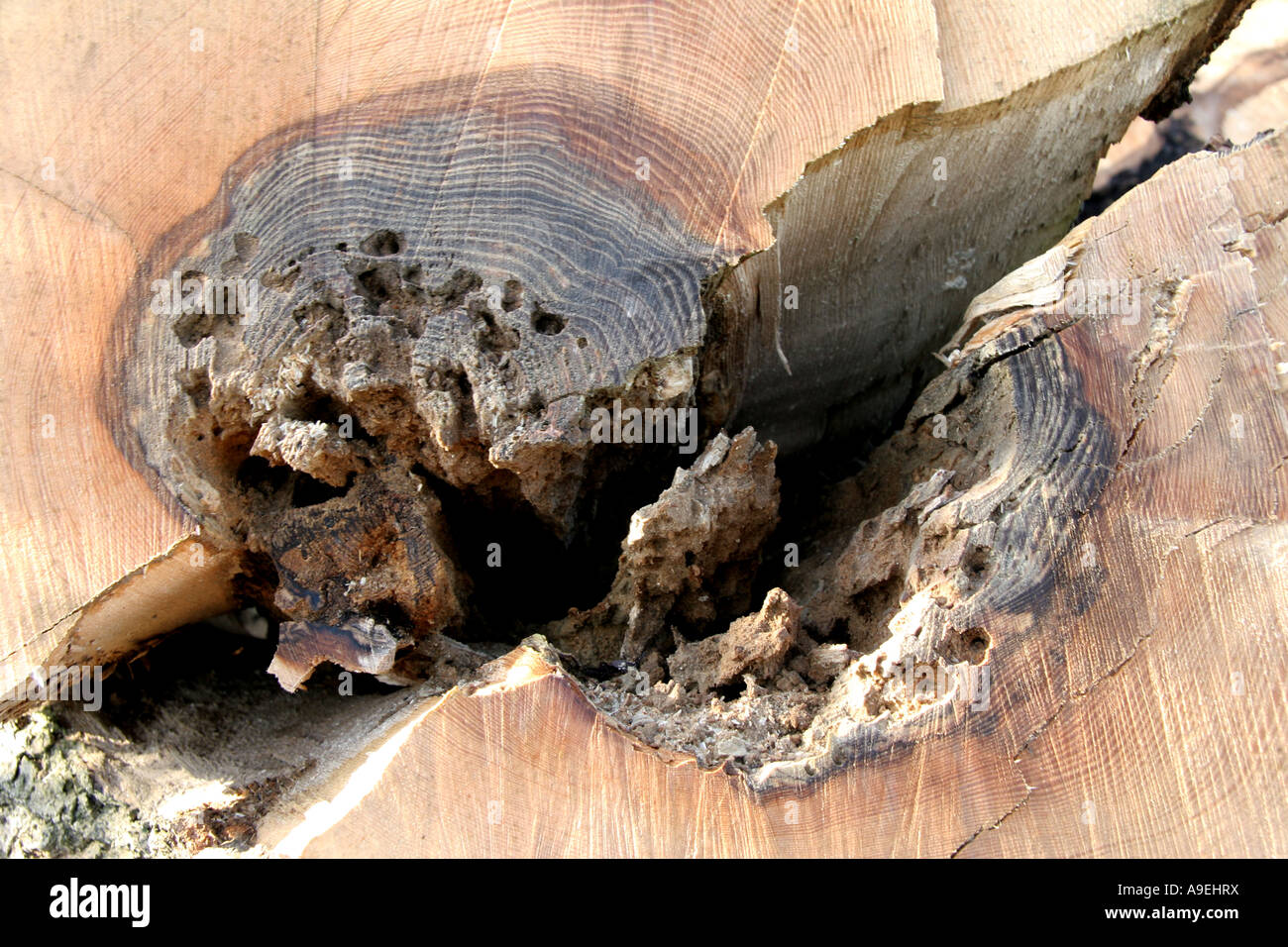 Tree rings annular rings hi-res stock photography and images - Alamy