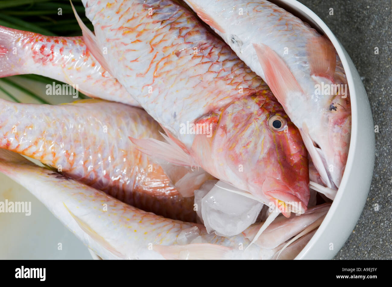 Goat fish hi-res stock photography and images - Alamy
