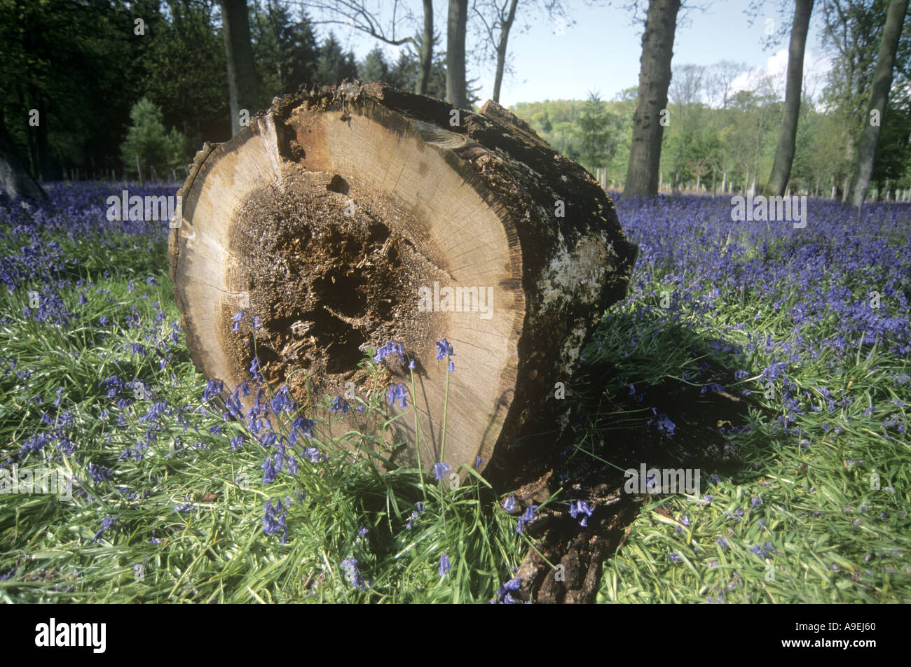 Old log in an English bluebell wood Stock Photo - Alamy