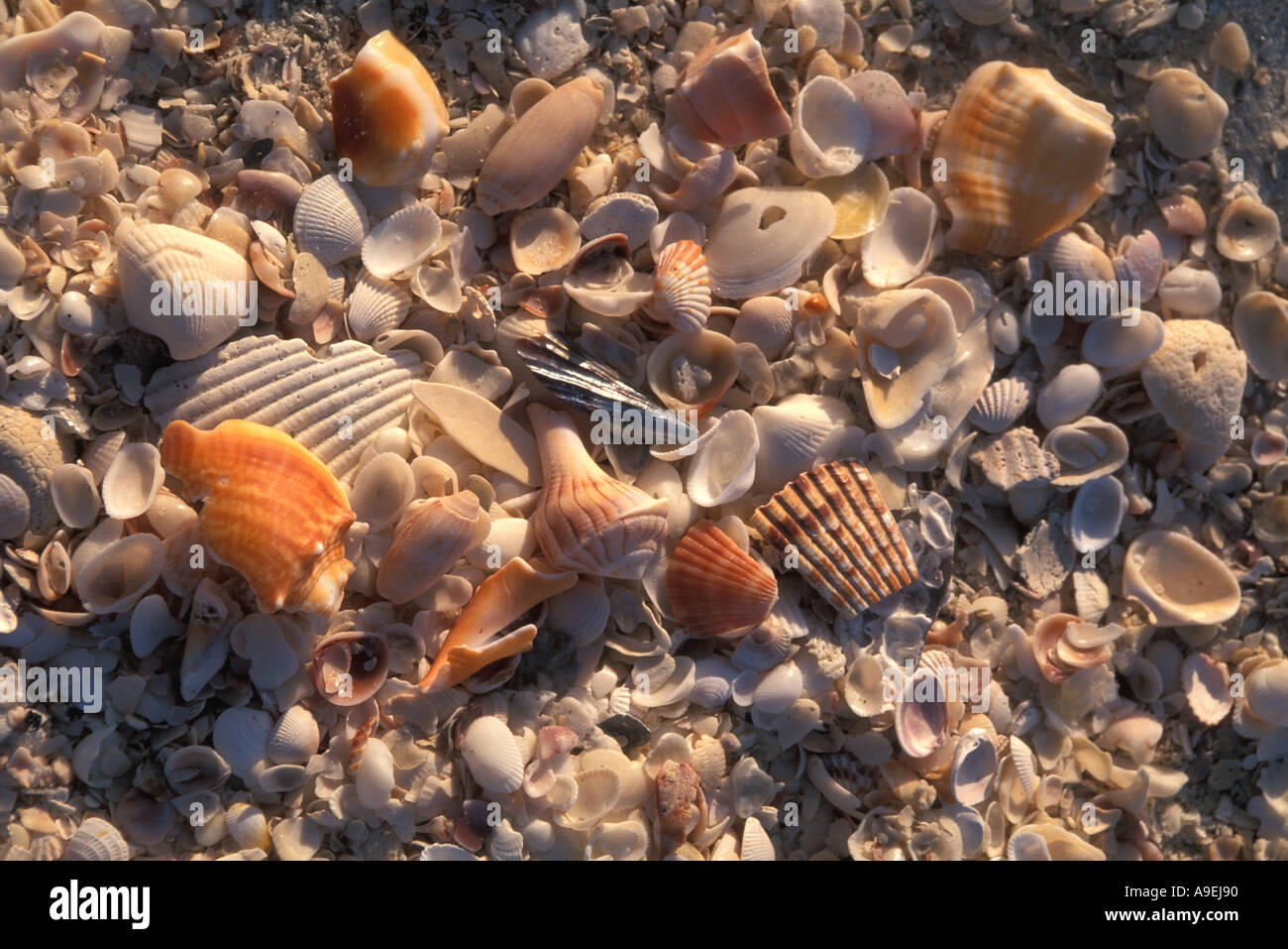 Florida United States of America USA Shelling Sanibel Island Shells on ...