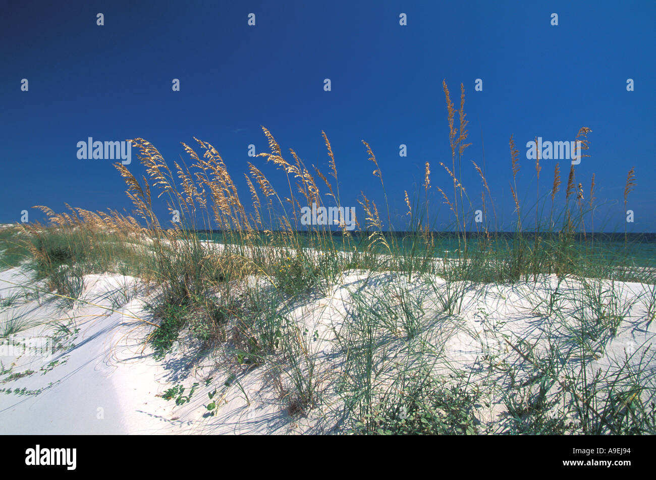 Florida USA beach sand dune with yellow sea oats panhandle area St ...