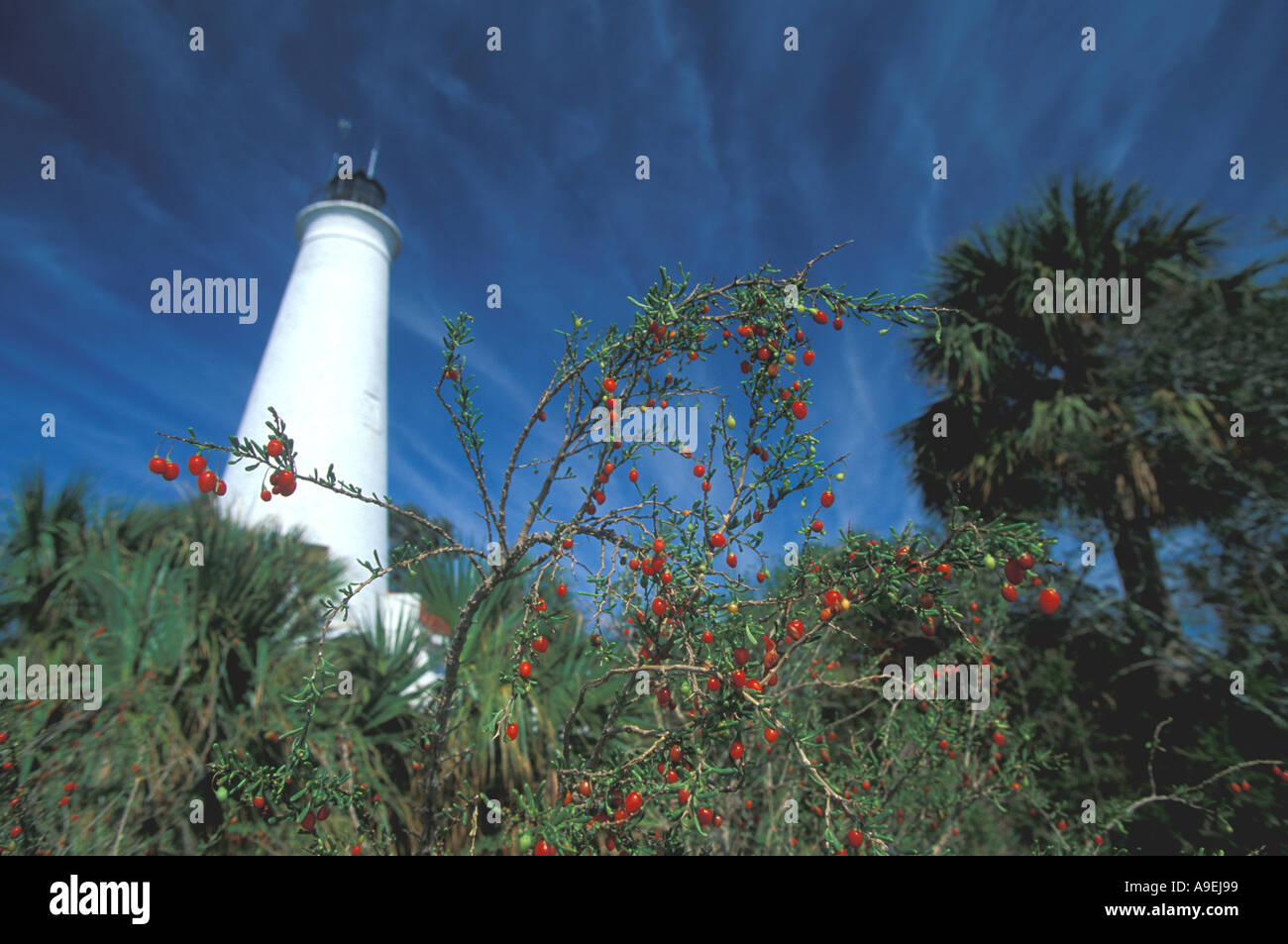 Florida Panhandle St Marks Lighthouse with palm tree and red berries st ...