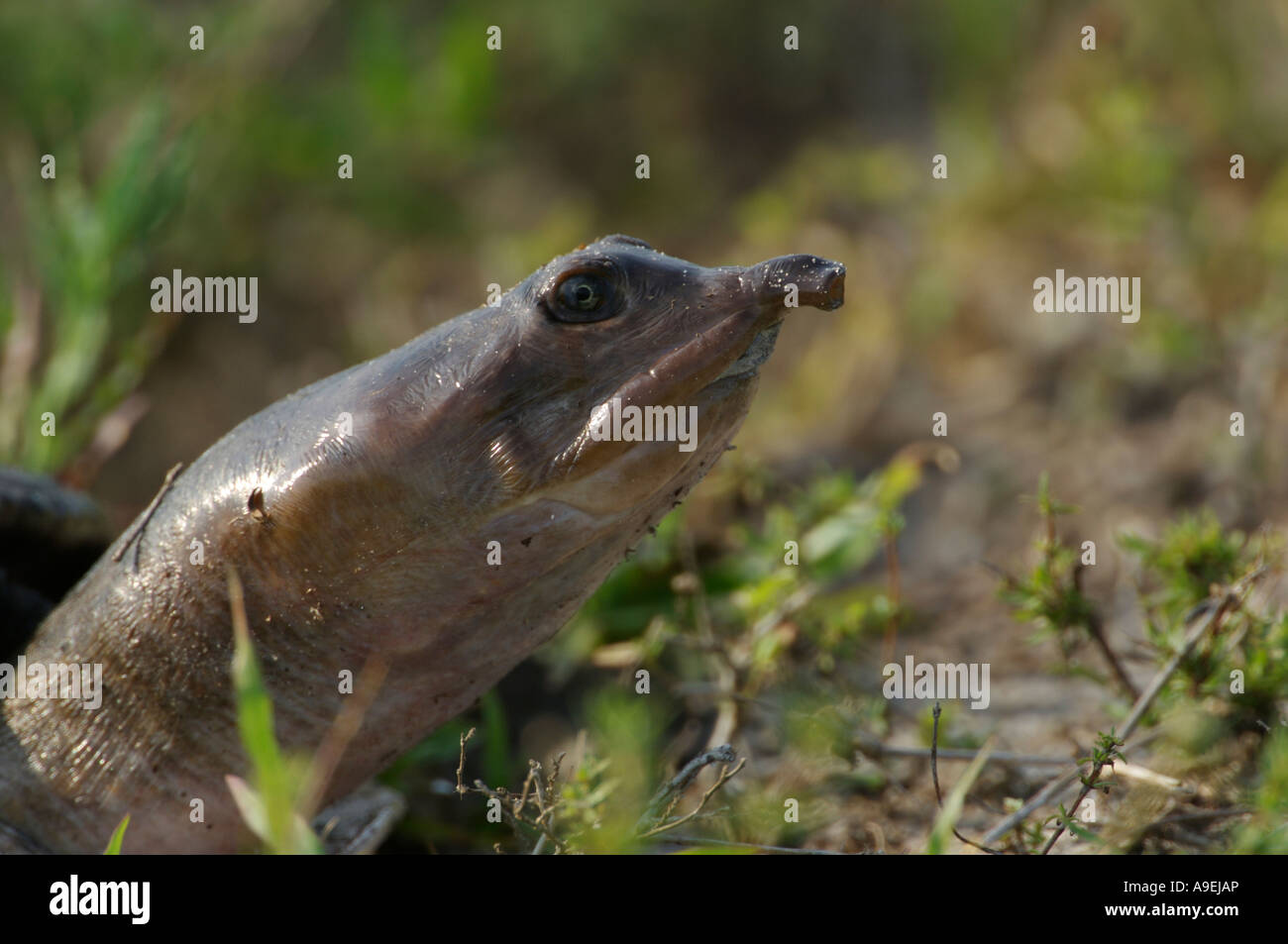 Florida Softshell Turtle (Apalone ferox) Arthur J Marshall National ...