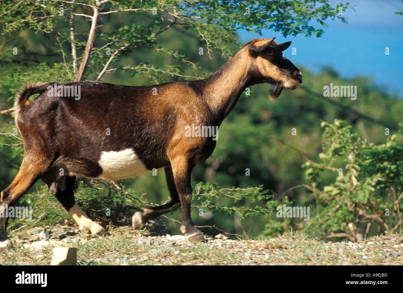 St John USVI National Park wandering goat Stock Photo - Alamy