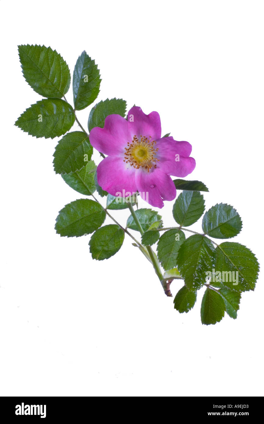 England dog rose hi-res stock photography and images - Alamy