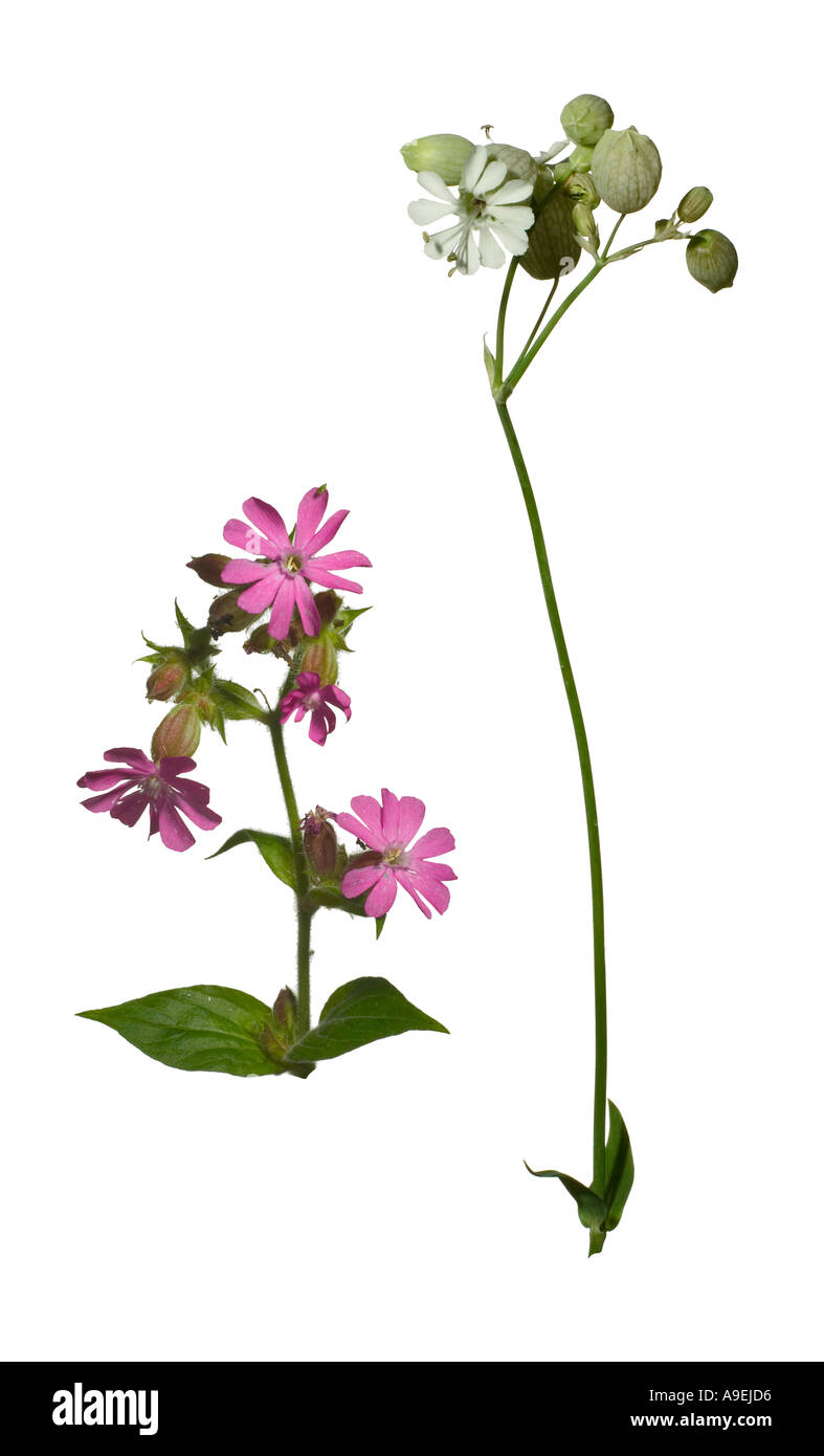 Red Campion Silene dioica Bladder Campion Silene vulgaris Cutout ...