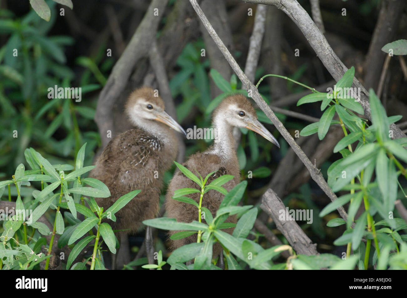 Limpkin (Aramus guarauna) chicks Arthur R Marshall National Wildlife ...