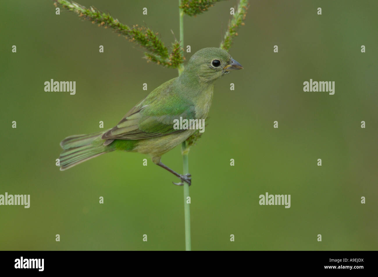 Painted Bunting (Passerina ciris) female Arthur J Marshall National ...