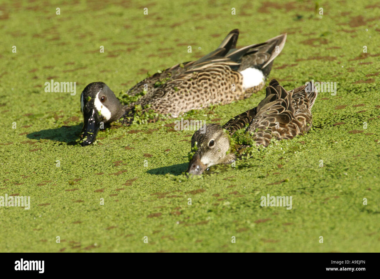 Blue winged Teal (Anas discors) Green Cay Nature Area, Delray Beach ...